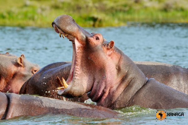 Rusizi National Park - Awe-inspiring Places