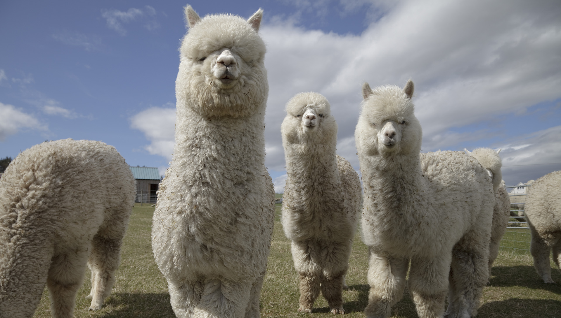 Alpaca Farm - Awe-inspiring Places
