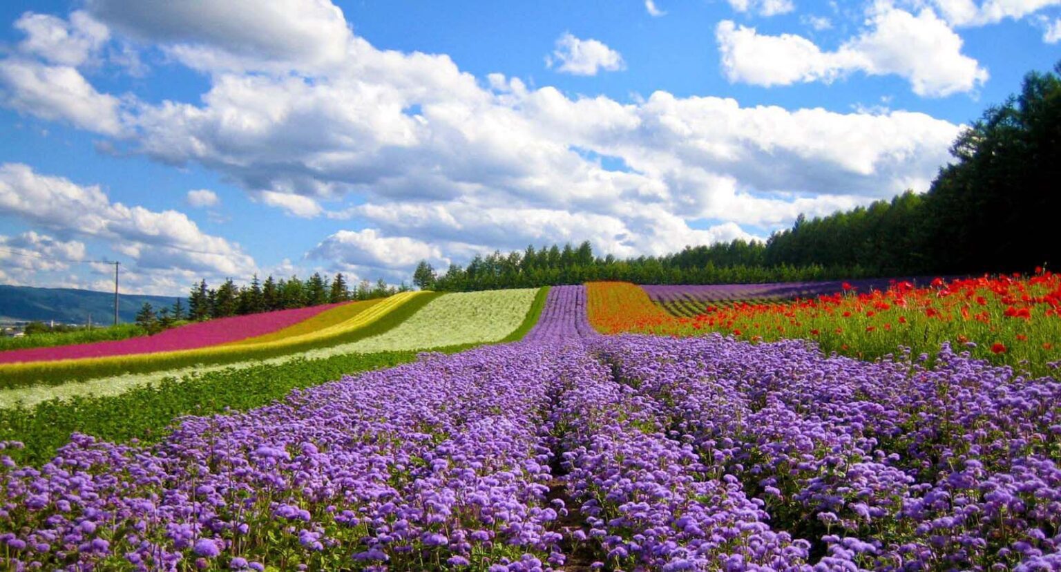 Da Lat Flower Gardens - Awe-inspiring Places