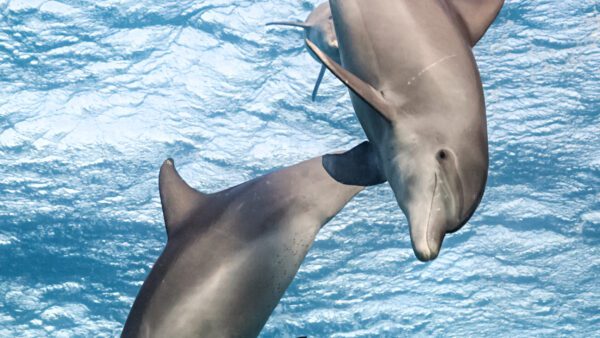 Dolphin Reef - Awe-inspiring Places