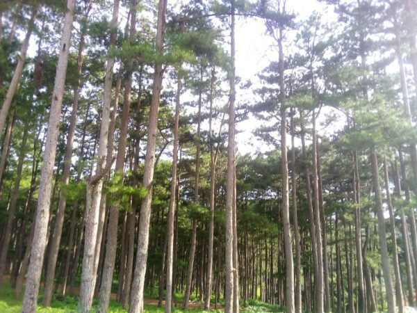 Foret Classee De Dalaba - Awe-inspiring Places