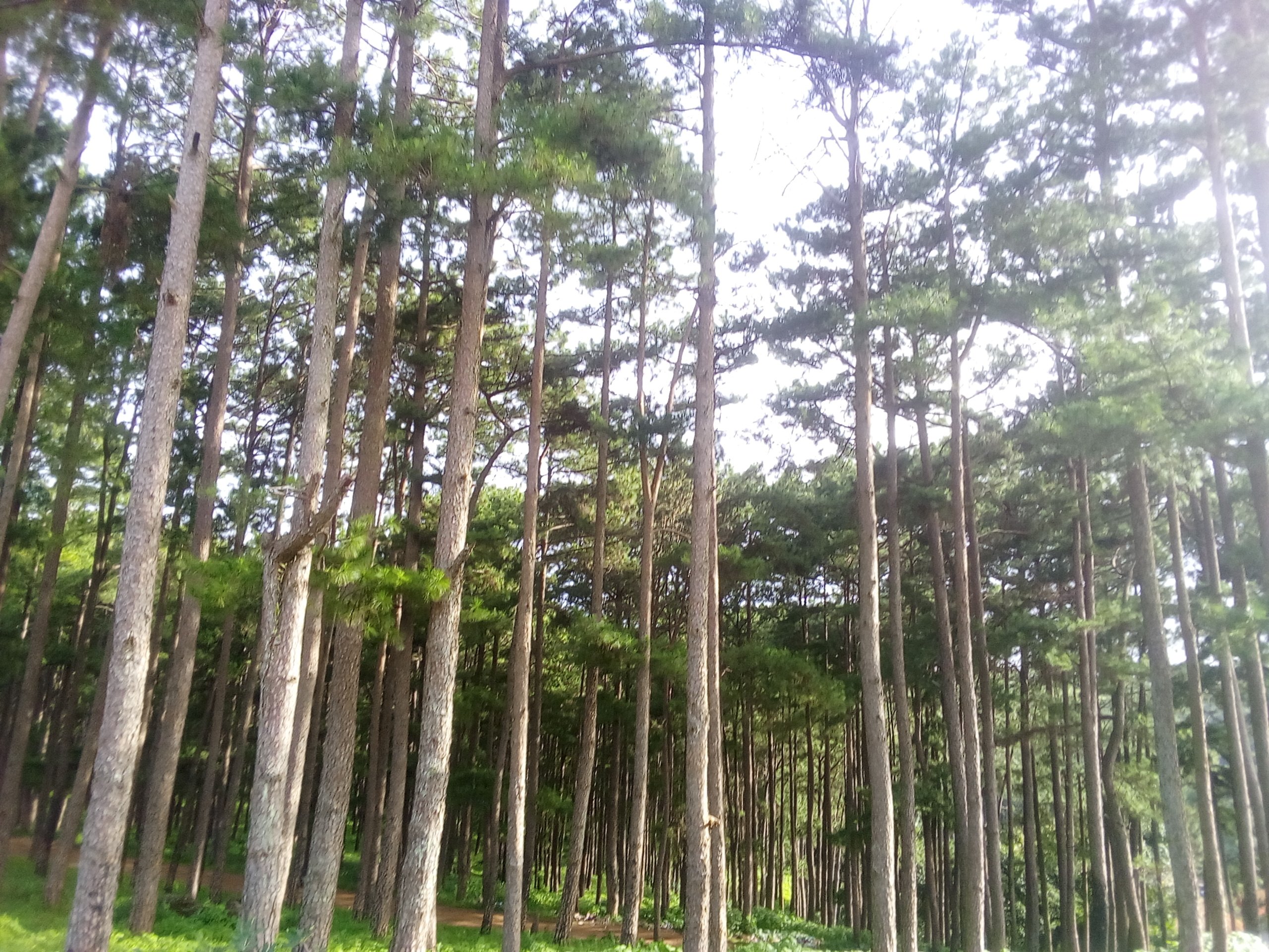 Foret Classee De Dalaba - Awe-inspiring Places