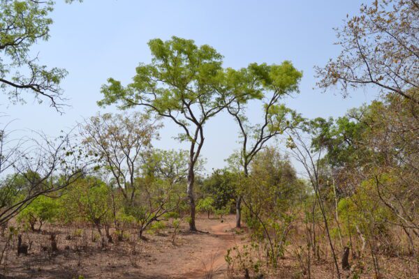Foret Classee de Yomou - Awe-inspiring Places