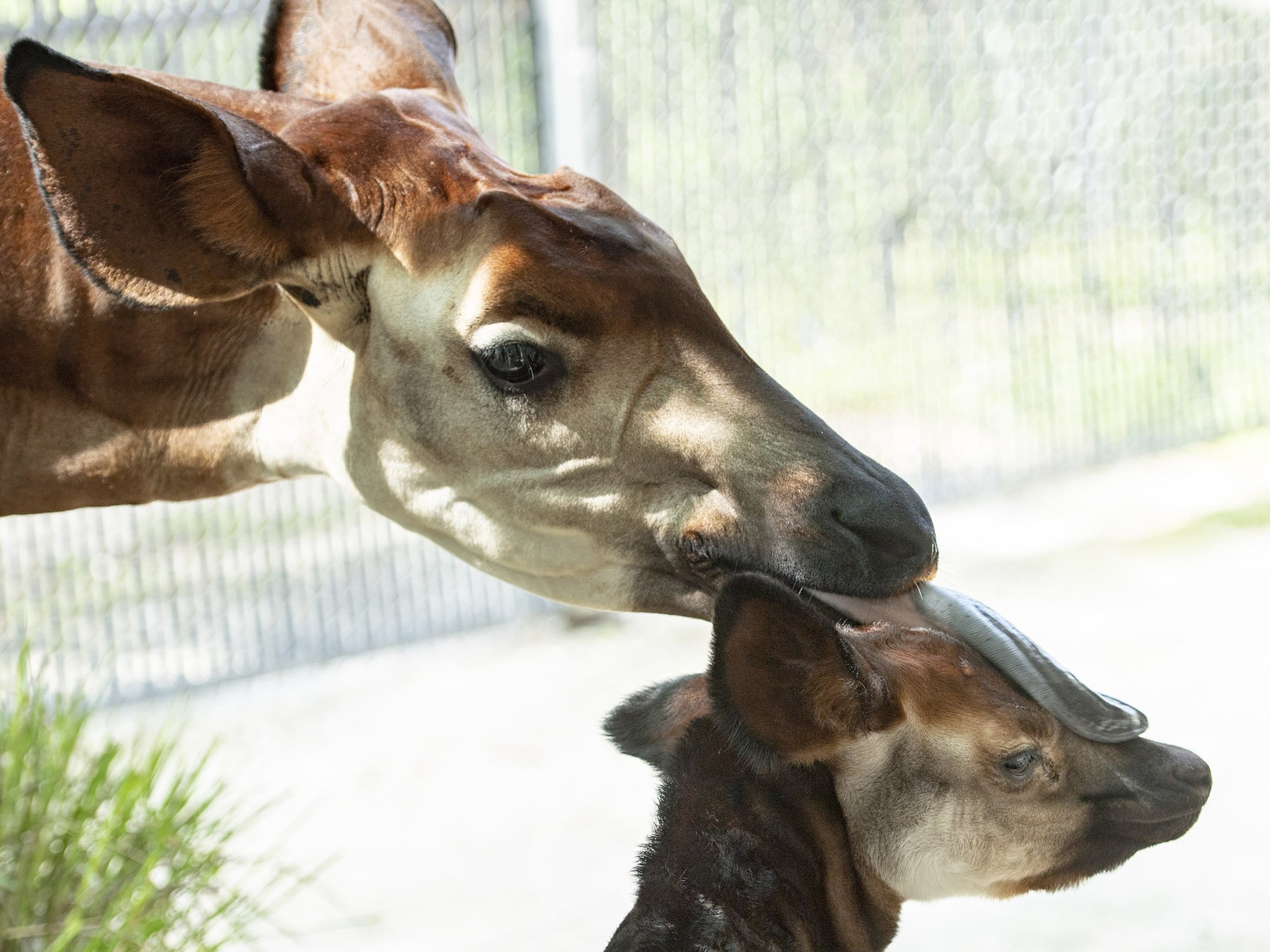 Habitat For The Rare Okapi - Awe-inspiring Places
