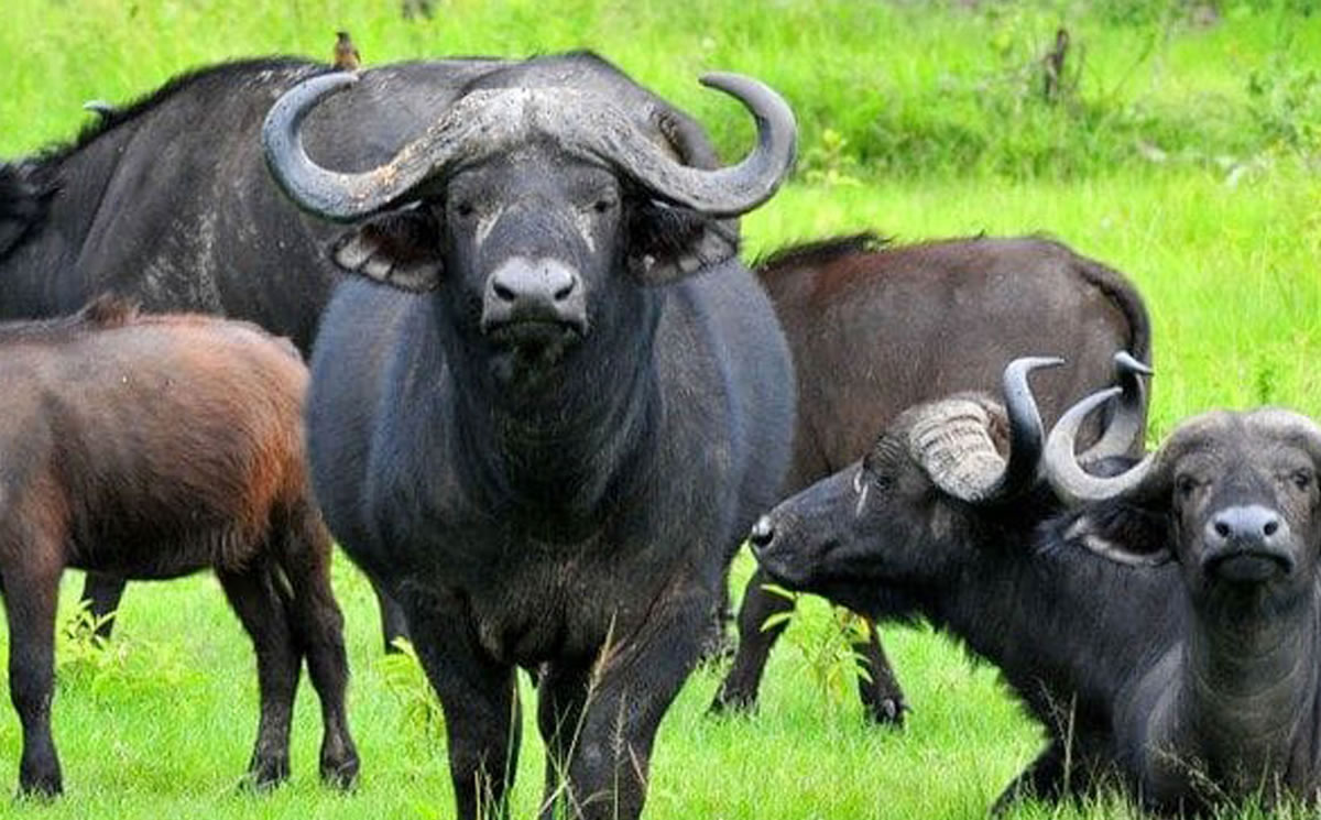 Ibanda-Kyerwa National Park - Awe-inspiring Places