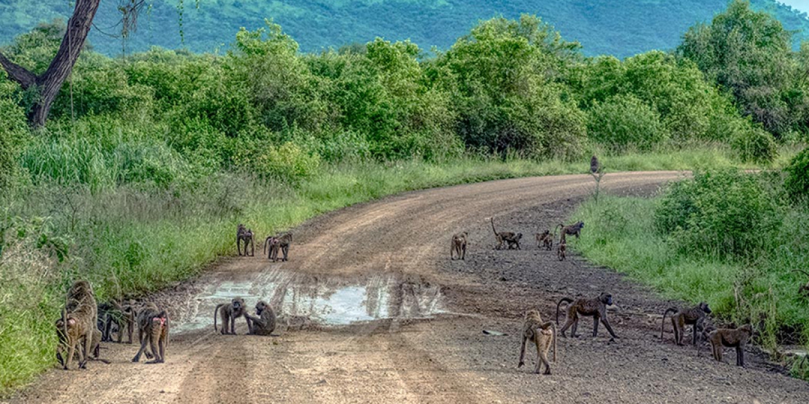 Mago National Park - Awe-inspiring Places