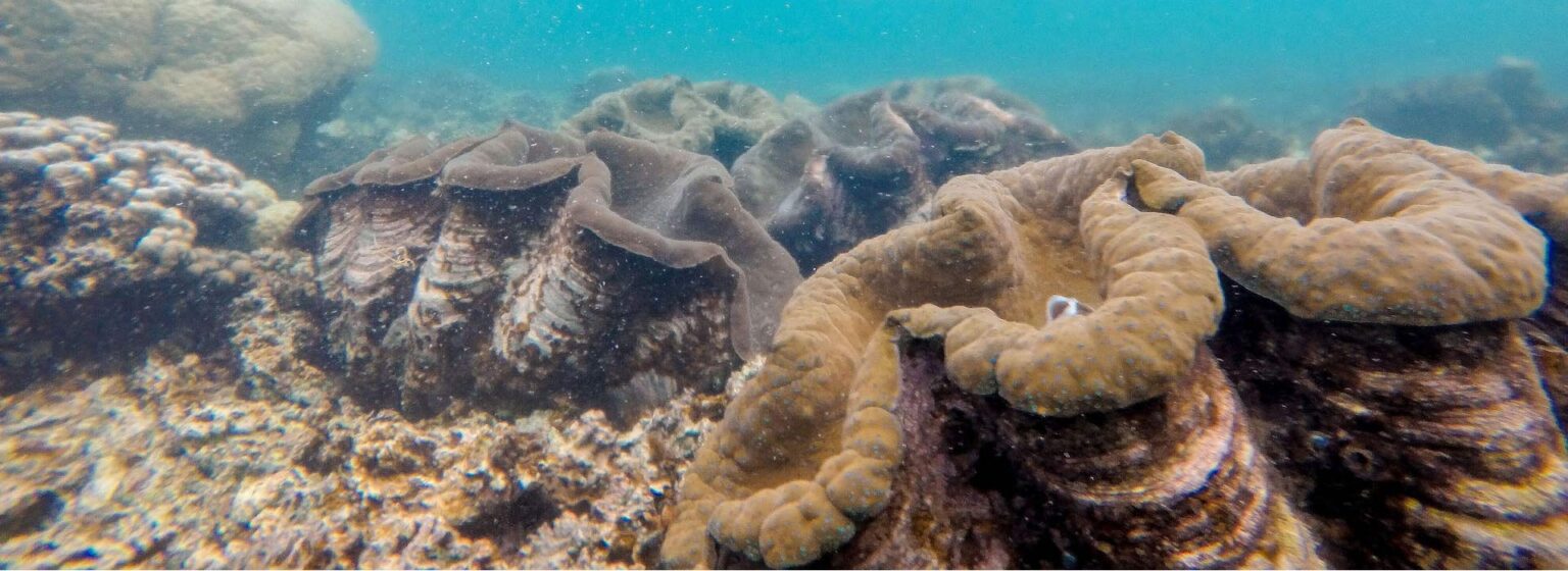 Savaia Marine Reserve - Awe-inspiring Places