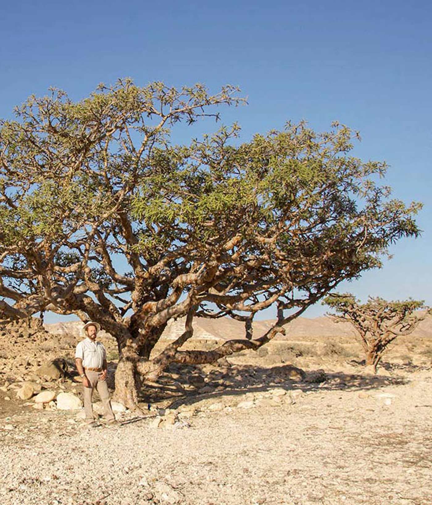 Visiting A Frankincense Farm - Awe-inspiring Places