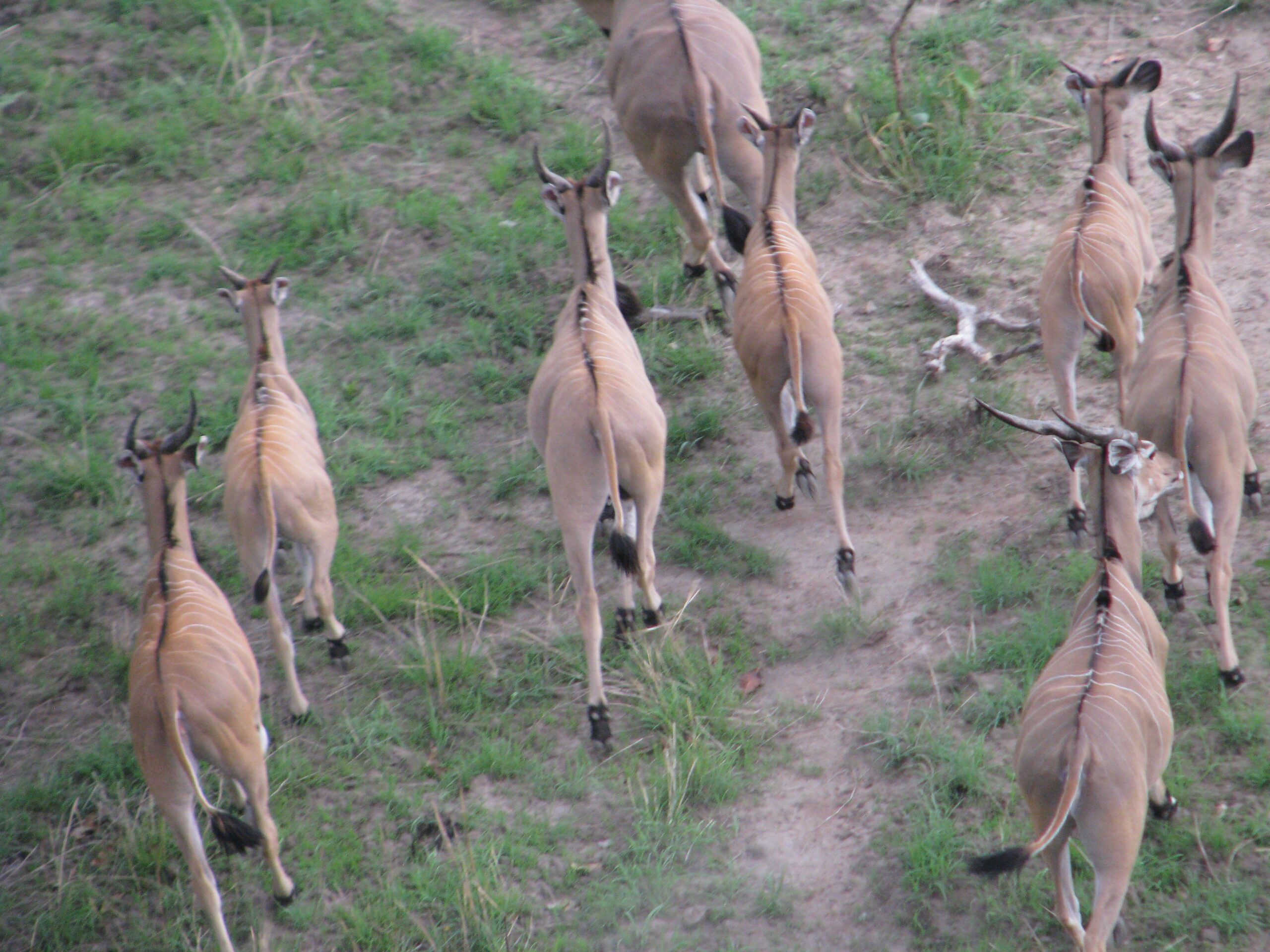 Bouba Ndjida National Park - Awe-inspiring Places