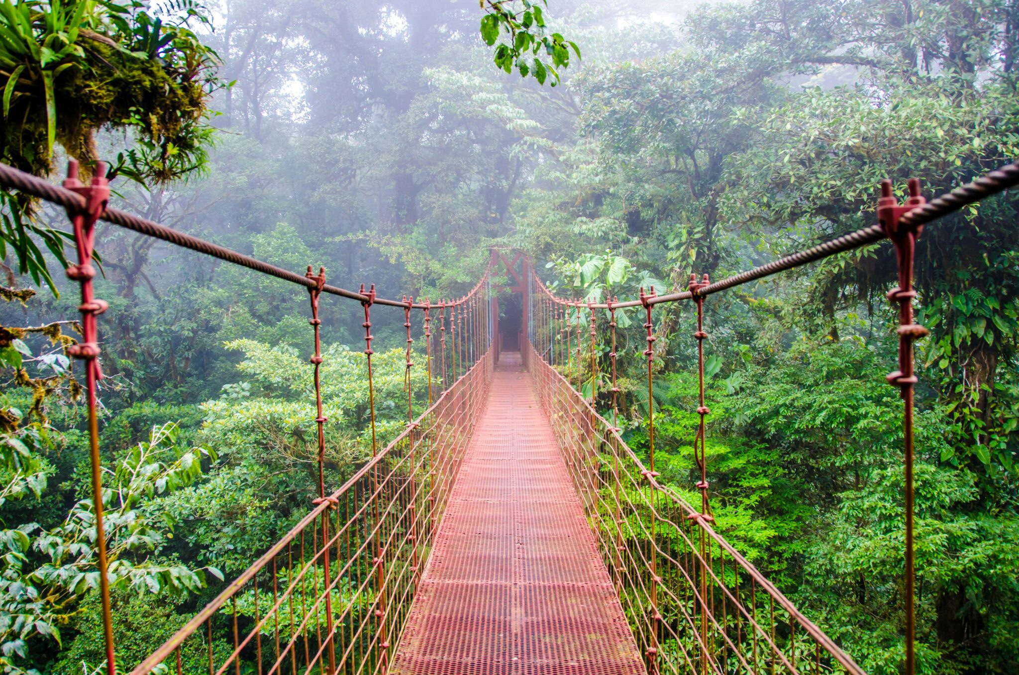 Canopy Walkway - Awe-inspiring Places