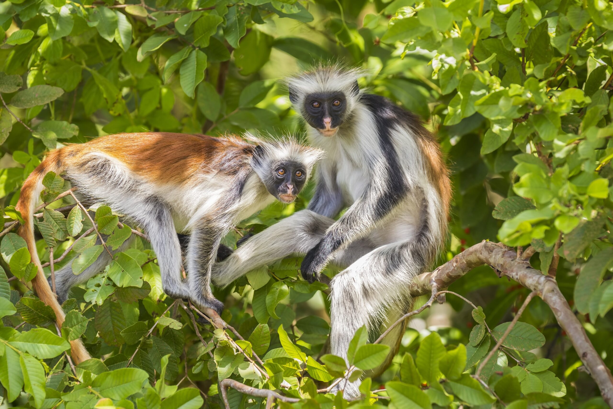 Jozani Chwaka Bay National Park - Awe-inspiring Places