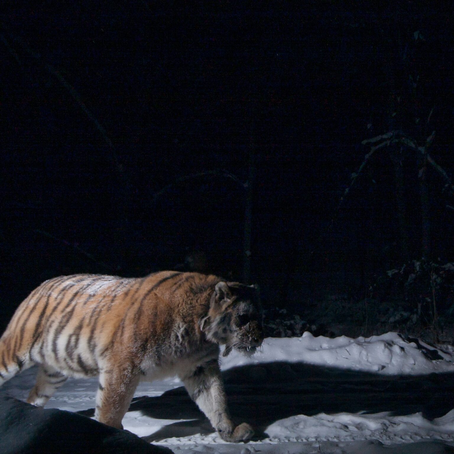 The Amur Tiger Center In The Far East - Awe-inspiring Places